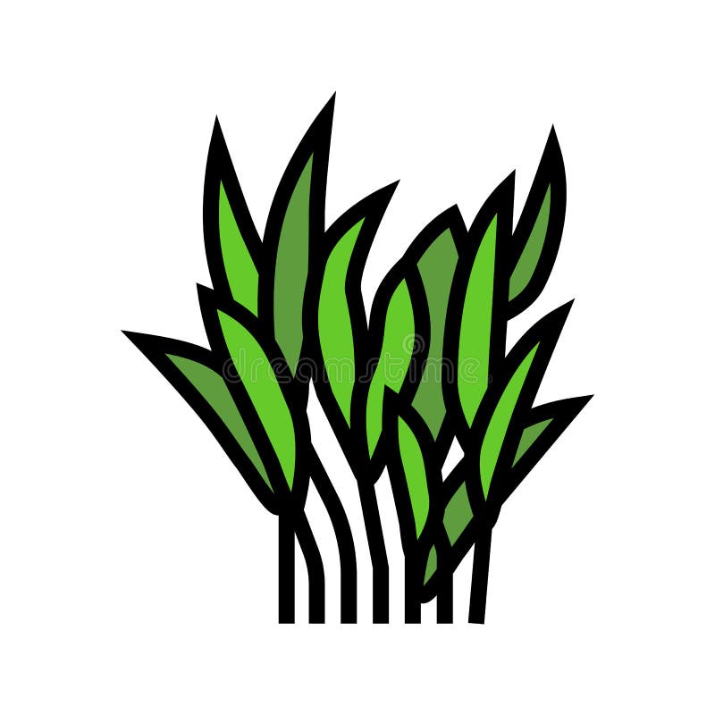 Java Fern Color Icon Vector Illustration Stock Vector - Illustration of ... Java Fern Color Icon Vector Illustration Stock Vector - Illustration of ...