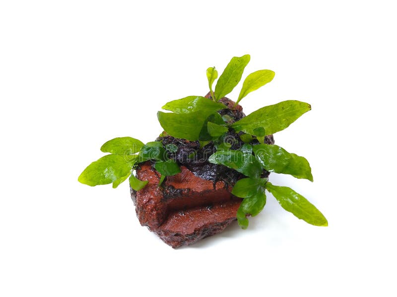 Java Fern (Leptochilus Pteropus) Aquarium Plant Isolated on White ...