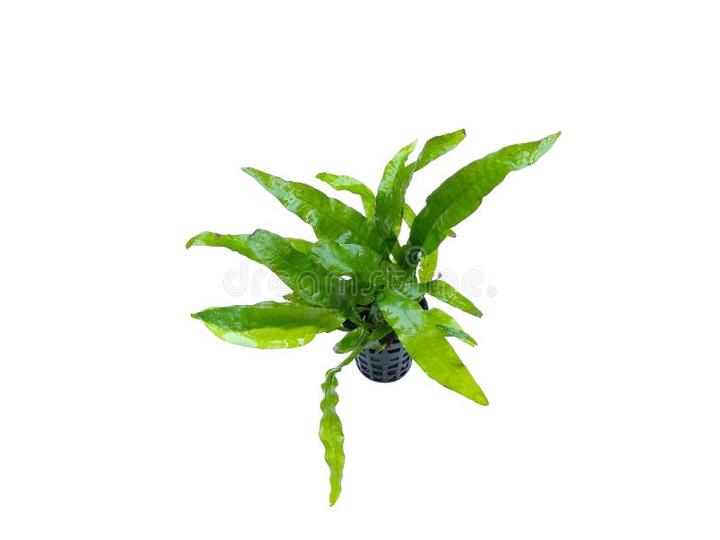 Leptochilus Pteropus Stock Photos - Free & Royalty-Free Stock Photos ...