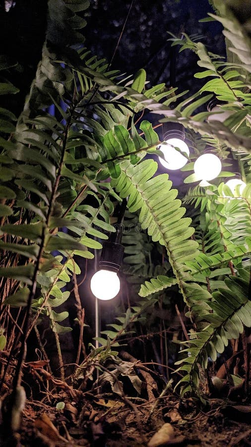 Java fern stock image. Image of vegetation, garden, light - 340183293