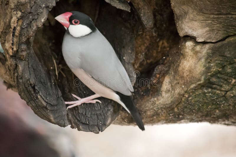 856 Finch Feet Stock Photos - Free & Royalty-Free Stock Photos from ...