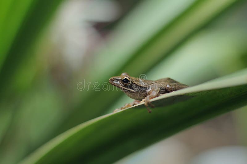 Java Flying Frog or Javan Tree Frog Stock Image - Image of margaritifer ...