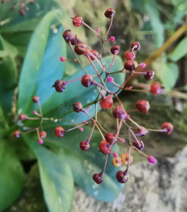 Java Ginseng Flor En La Mañana 11062021 Foto de archivo - Imagen de ...