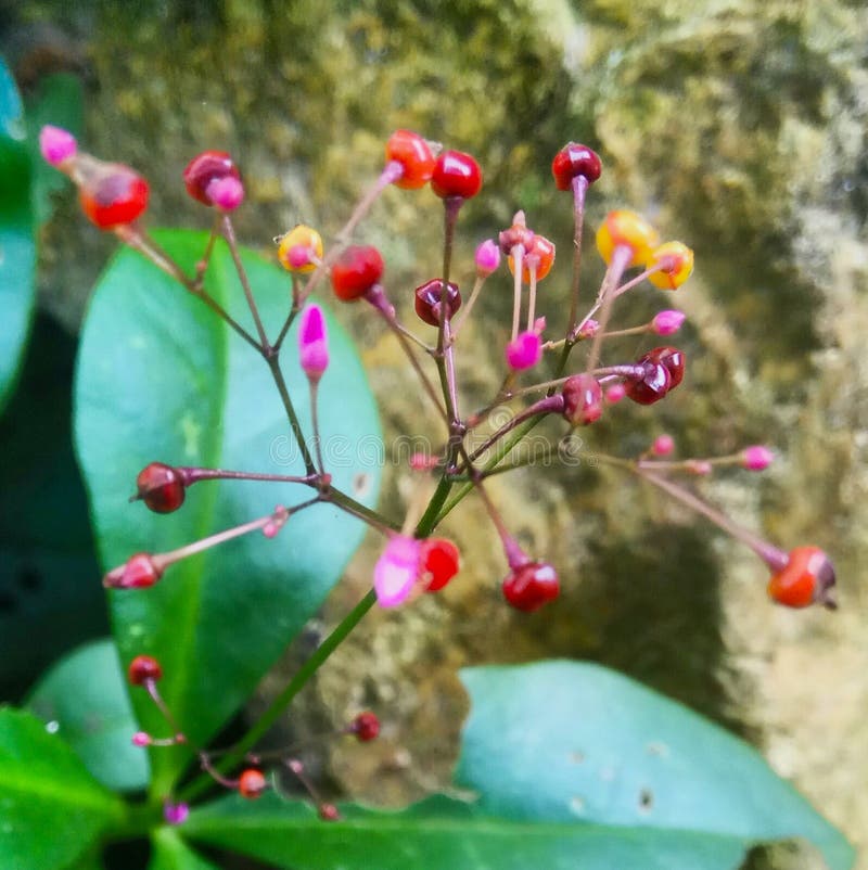 Java Ginseng Stock Photos - Free & Royalty-Free Stock Photos from ...