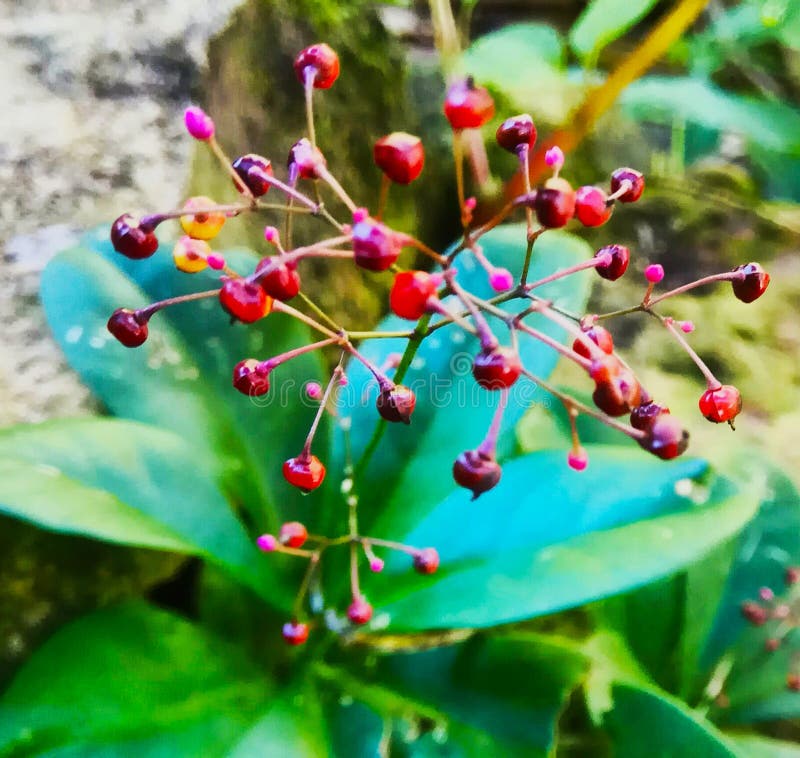 Java Ginseng Stock Photos - Free & Royalty-Free Stock Photos from ...