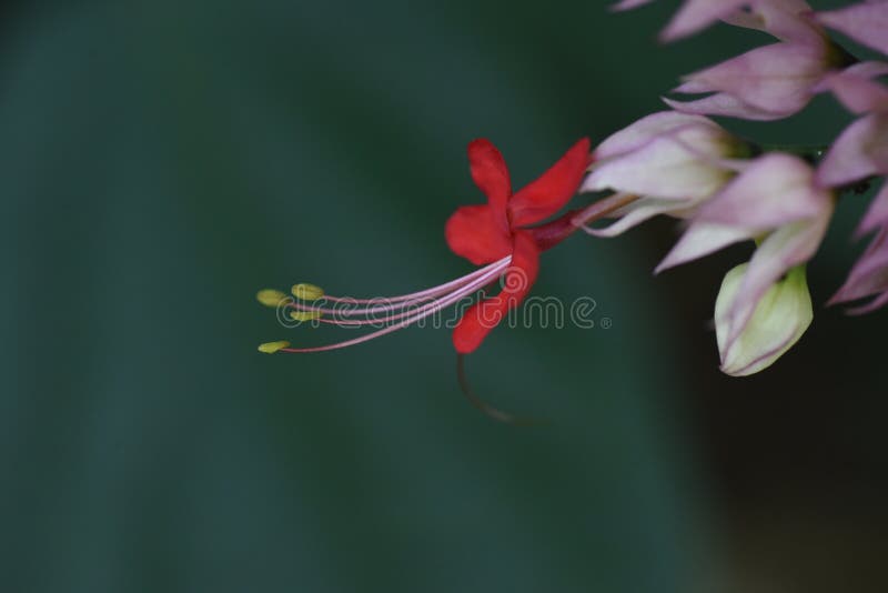 Java glory bean flowers. stock image. Image of petal - 221384555