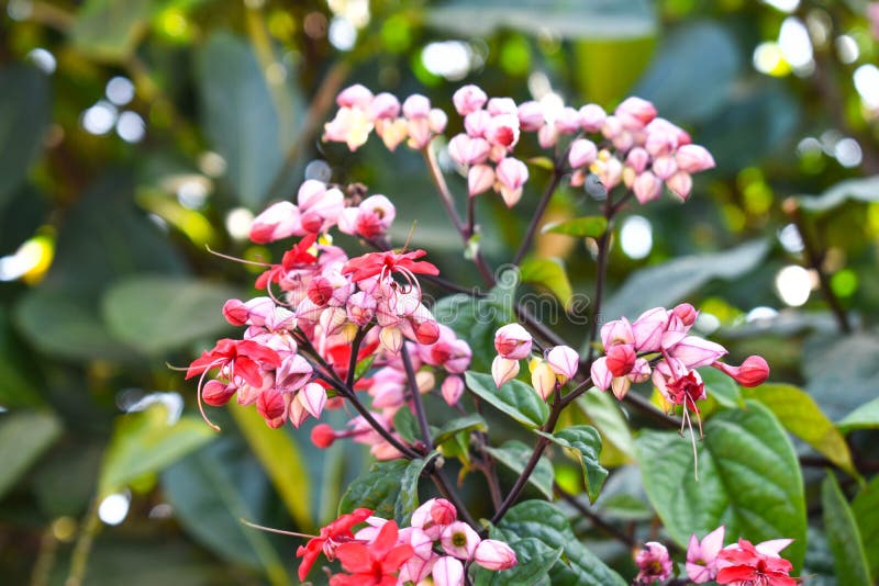 Java Glory Bean, Red Bleeding Heart Vine, Glory Bowers with Blurred ...