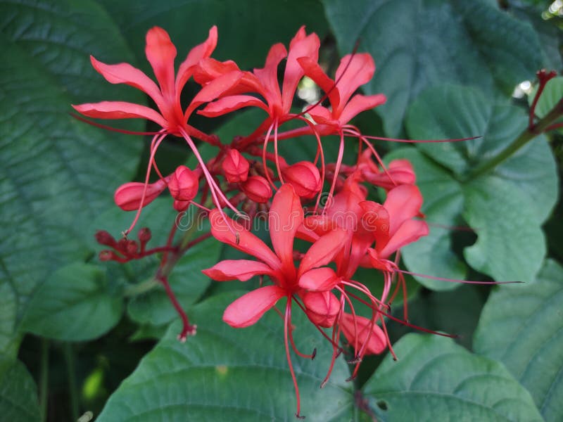 Java Glorybower Pink Flower Stock Image - Image of nature, petal: 227902377