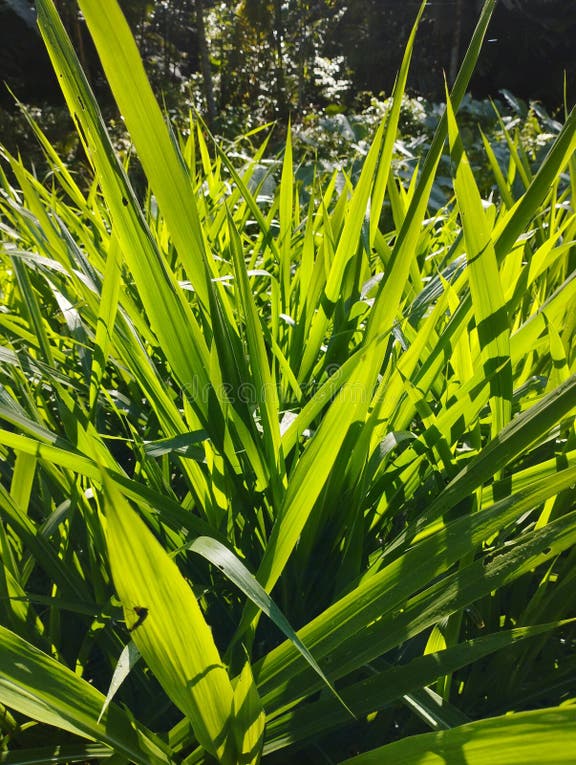 Java grass in the garden stock image. Image of green - 286832917