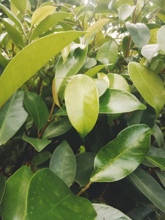 Java Green Banyan Tree Stock Photos - Free & Royalty-Free Stock Photos ...