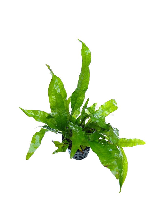 Java Heln Leptochilus Pteropus Acuario Planta Aislada En Fondo Blanco ...