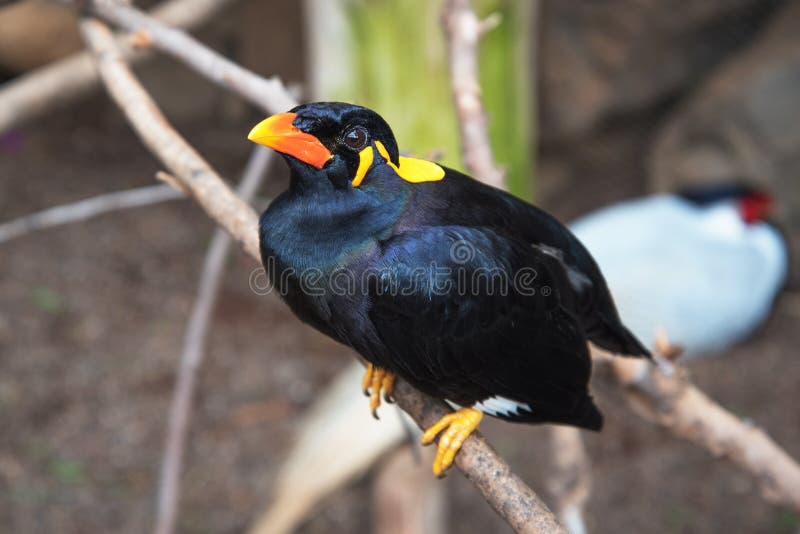Java hill mynah. stock photo. Image of head, nature, beak - 67857028