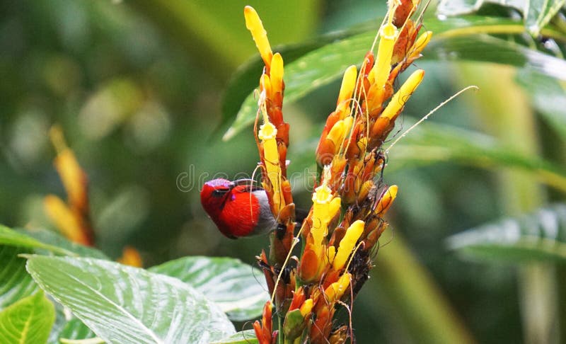 This is a Java Honey Bird. the Java Honeybird Belongs To the ...
