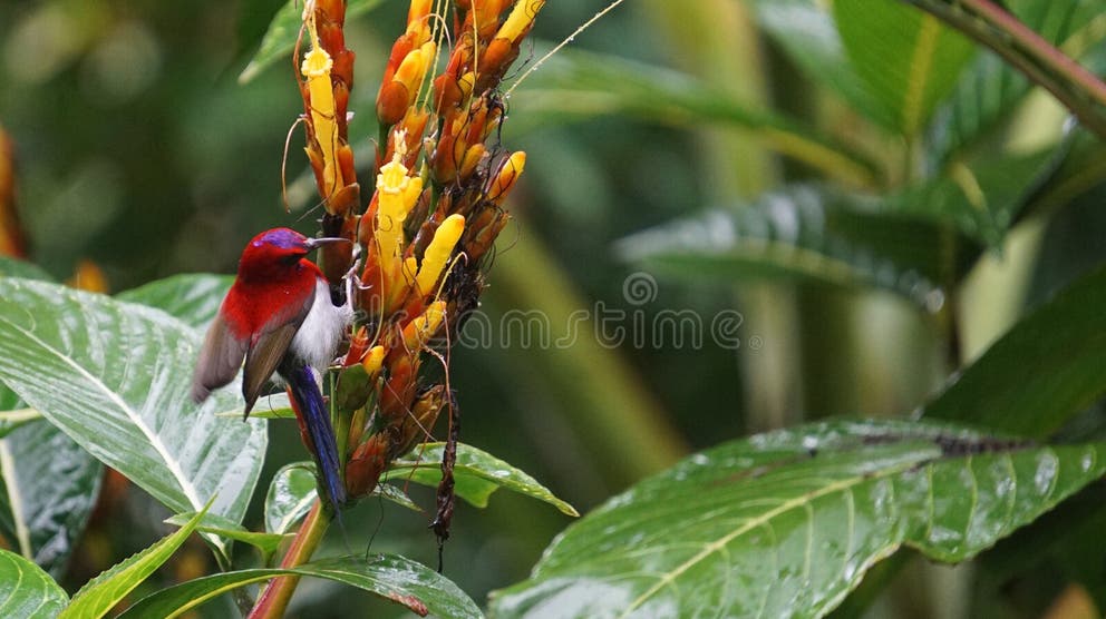 This is a the Java Honeybird. the Java Honeybird Belongs To the ...