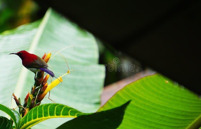 This is a the Java Honeybird. the Java Honeybird Belongs To the ...