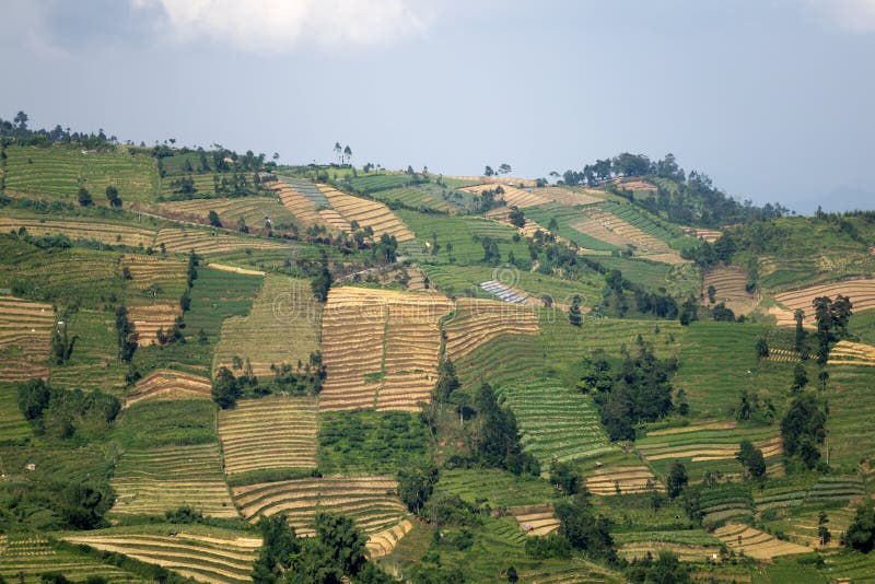 Java, Indonesia. Hills with Plots of Rice Fields of Different Degree of ...