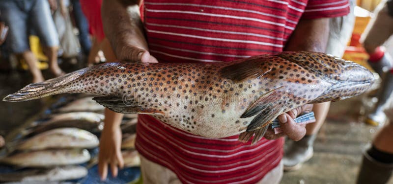 Java, Indonesia, June 13, 2022 - Large Spotted Fish Being Held by ...