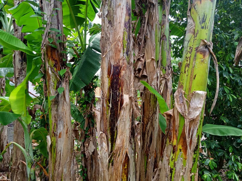 Java Island Banana Tree Cultivation Stock Image - Image of jungle ...