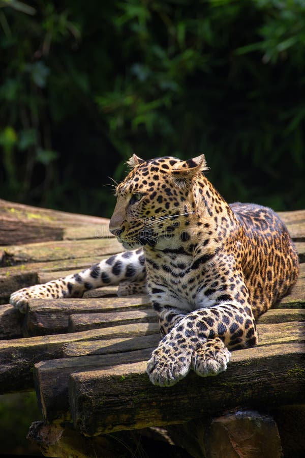 Java Leopards Stock Photos - Free & Royalty-Free Stock Photos from ...