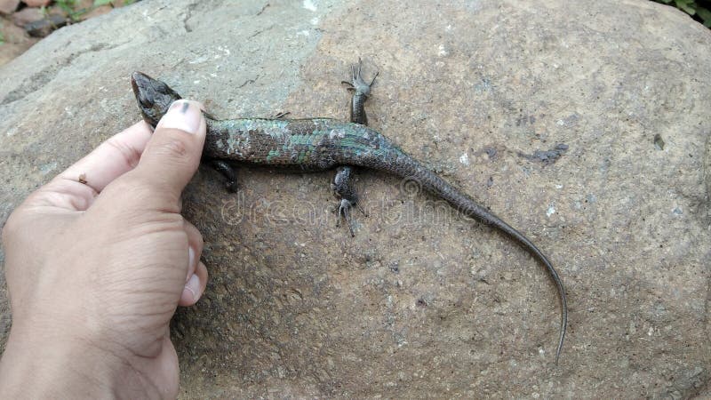 646 Java Lizard Stock Photos - Free & Royalty-Free Stock Photos from ...