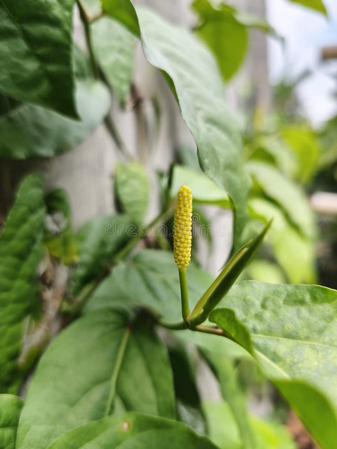 Java Long Pepper Piper Retrofractum Traditional Herbal Plant Stock ...