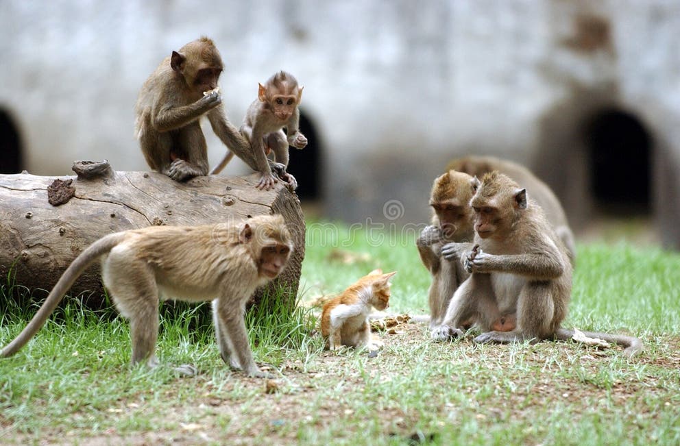Java monkey stock photo. Image of facial, food, east - 57621808