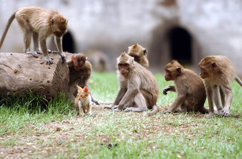 Java monkey stock image. Image of indonesia, life, color - 57621839