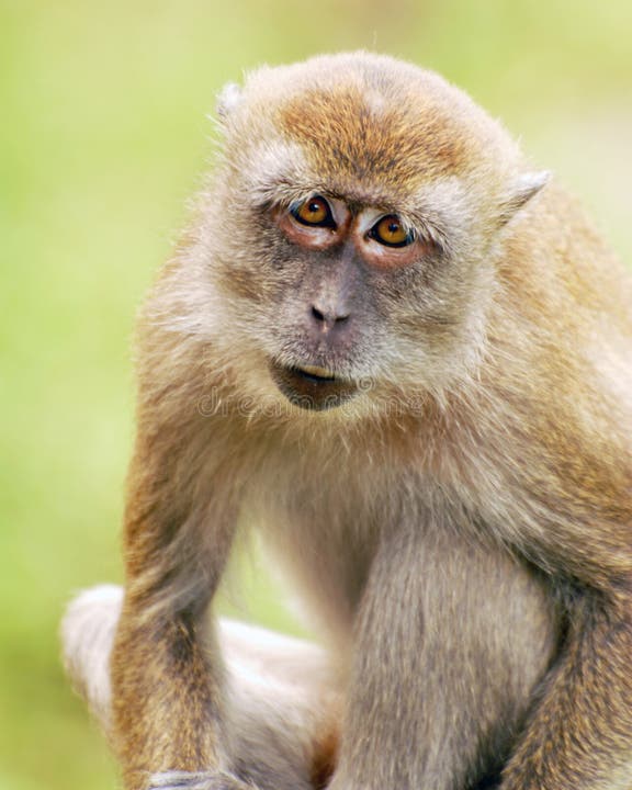Java Monkey Portrait stock image. Image of java, animal - 24485189