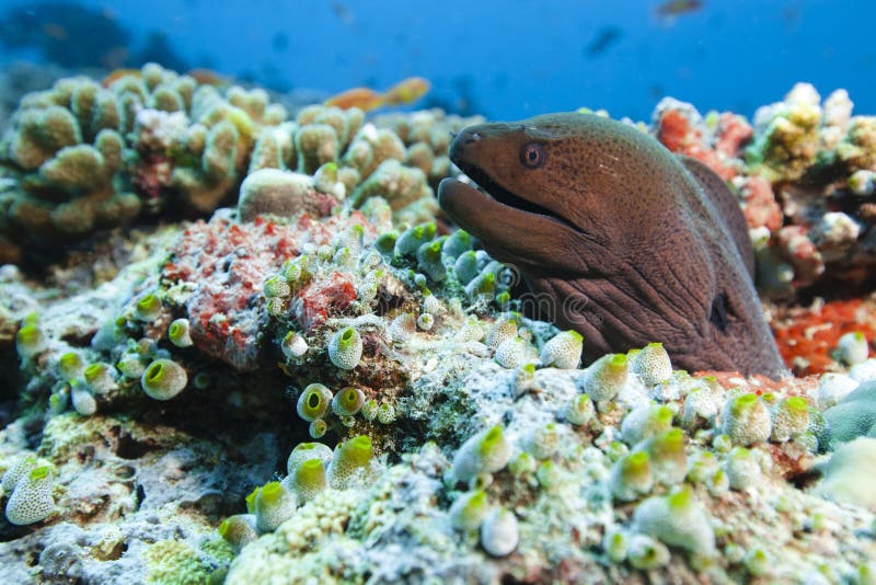 Java Moray Gymnothorax Javanicus Stock Photo - Image of lagoon, ocean ...
