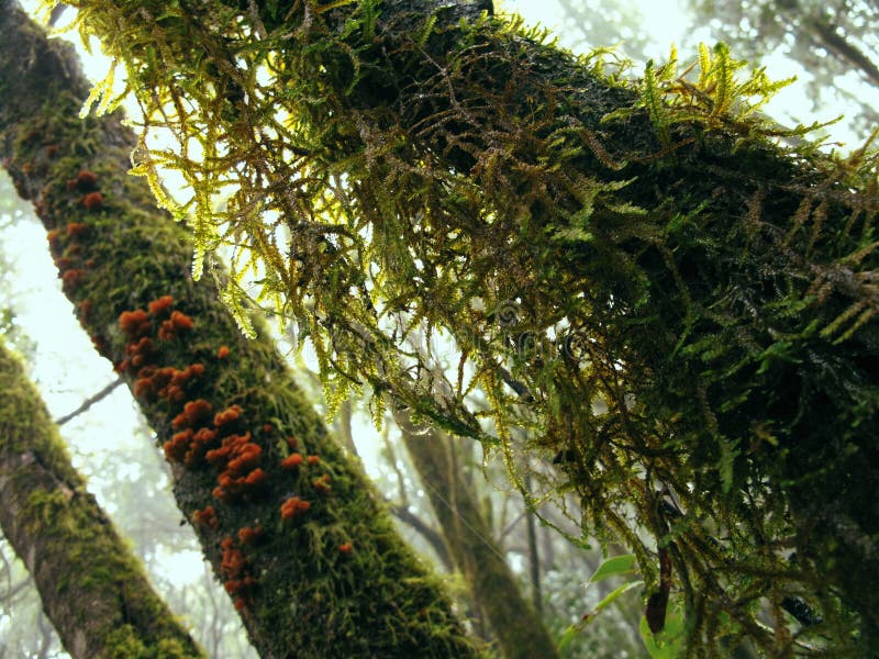 493 Java Moss Plant Stock Photos - Free & Royalty-Free Stock Photos ...