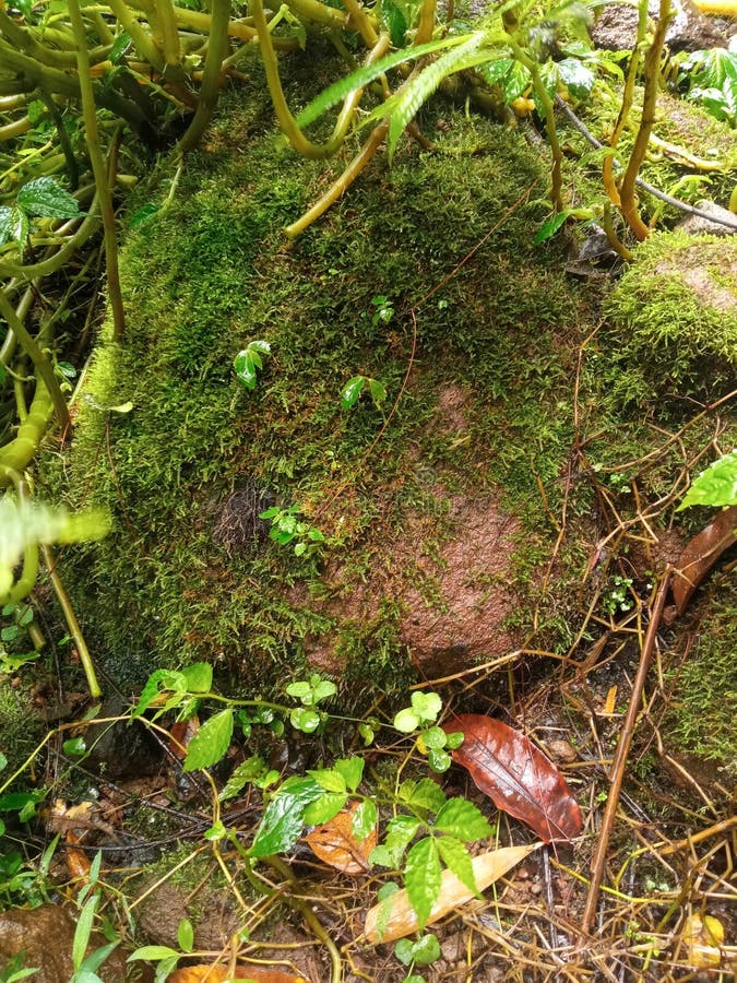 A Stone Covered by Moss stock photo. Image of green - 320063292