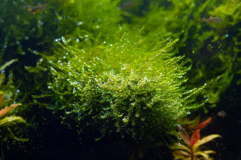 Java Moss Oxygenate after Plant Trimming and Water Change, Freshwater ...