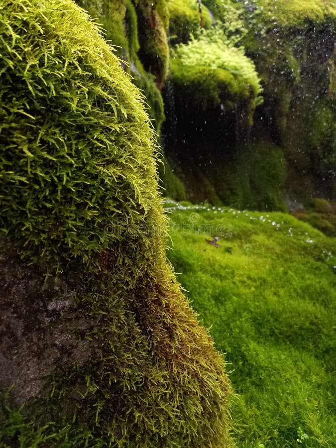 Java moss vegetation stock image. Image of java, garden - 222610841