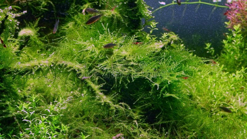 Java Moss Vegetation Oxygenate Air Bubble, Galaxy Rasbora Fish, Red ...