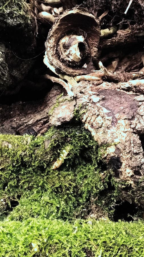 Java Moss stock image. Image of forest, wildlife, common - 262074805