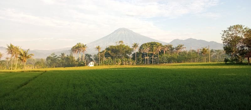 Java mountain stock image. Image of plant, mountain - 254193081