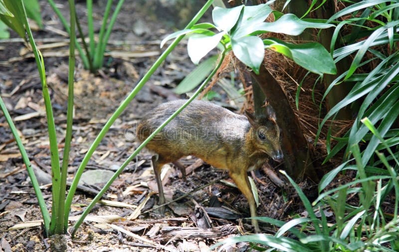 Java Mouse-deer Tragulus Javanicus the Smallest Artiodactyl on the ...