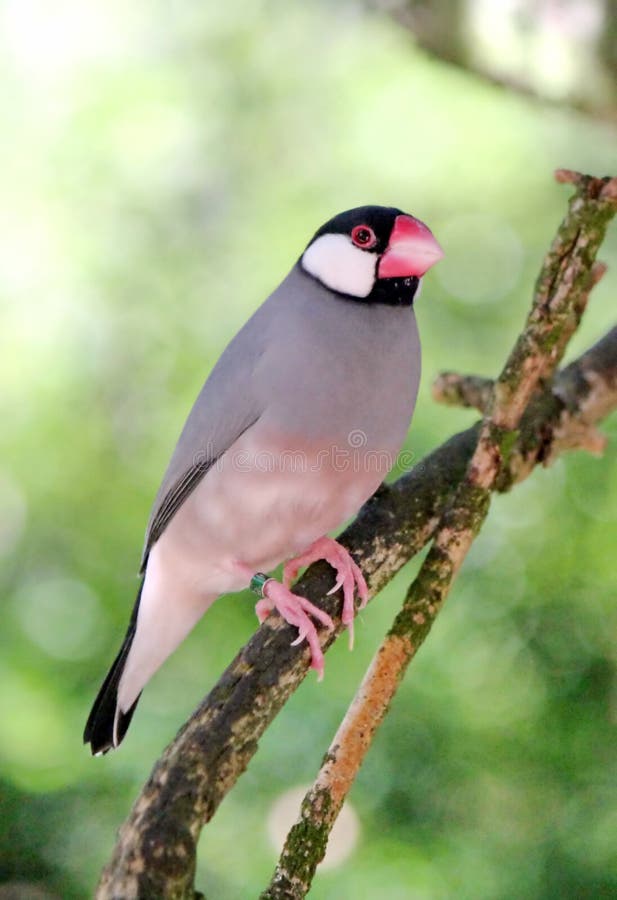 Java padda bird stock photo. Image of tropic, colors - 31350096