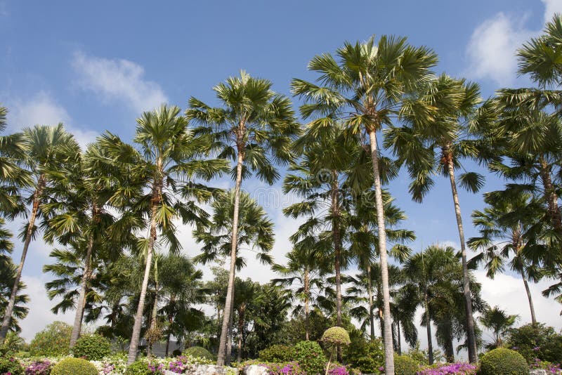 Java Palm or Livistona Rotudifolia Stock Image - Image of tall, garden ...