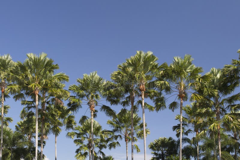 Java Palm or Livistona Rotudifolia Stock Image - Image of tall, garden ...