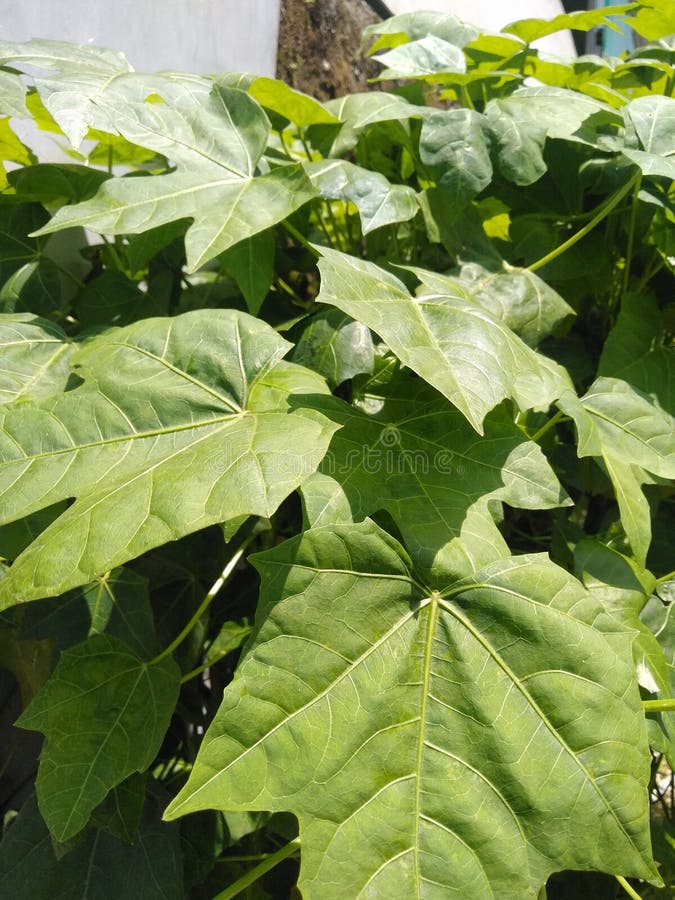 In Java this Plant is Known by the Name Jatropha Stock Image - Image of ...