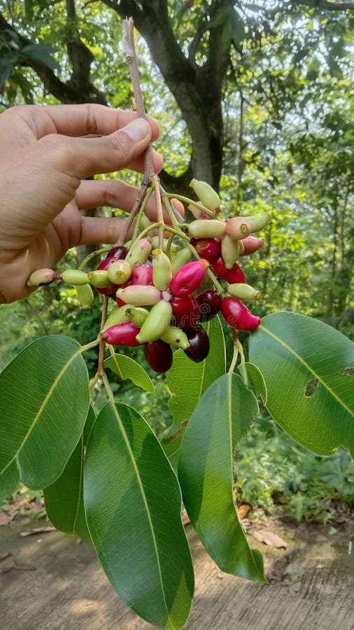 Java Plum or Blackberry India Stock Image - Image of delicious, india ...