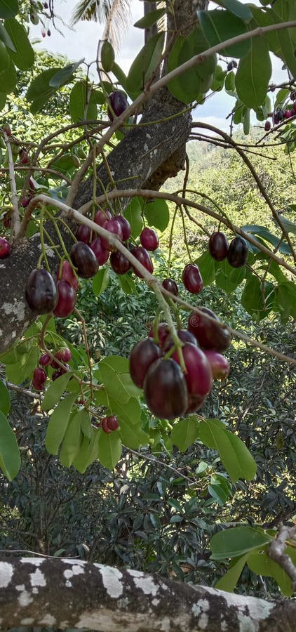 Java Plum is a Fruit Native To Indonesia that Tastes Sweet and Sour ...