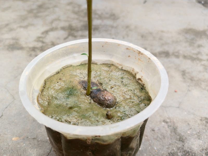 Java Plum Plant with Drip Irrigation - Drip Irrigation Installed for ...