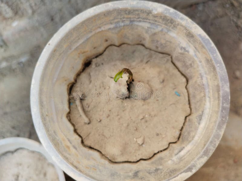 Java Plum Plant with Drip Irrigation - Drip Irrigation Installed for ...