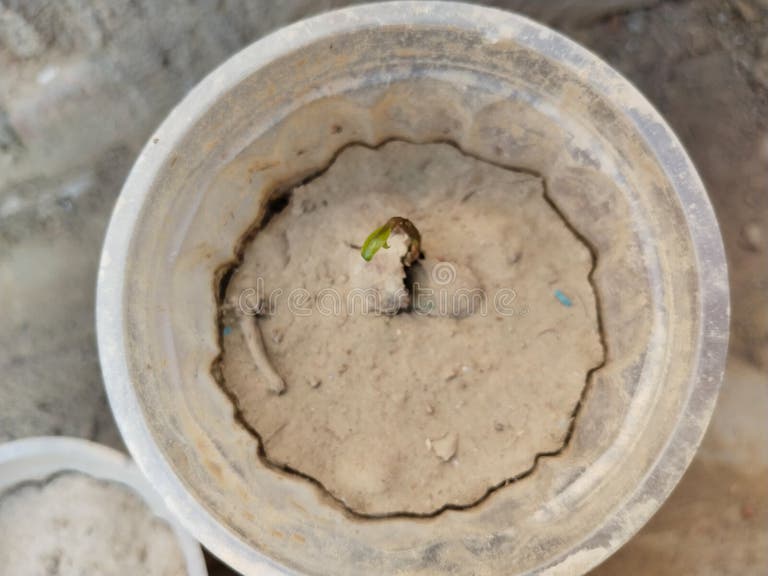 Java Plum Plant with Drip Irrigation - Drip Irrigation Installed for ...