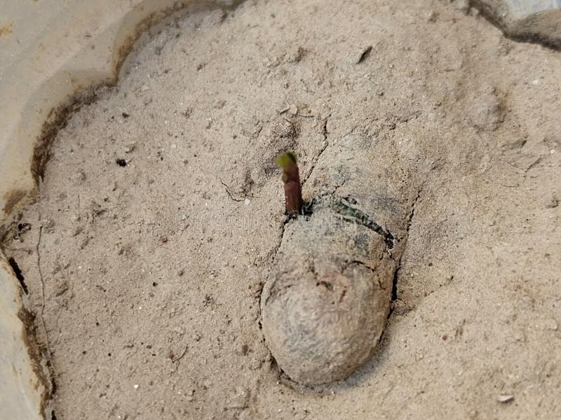 Java Plum Plant with Drip Irrigation - Drip Irrigation Installed for ...