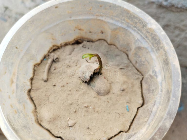 Java Plum Plant with Drip Irrigation - Drip Irrigation Installed for ...