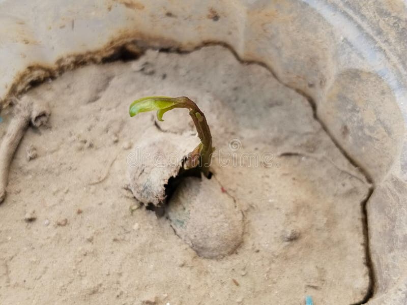 Java Plum Plant with Drip Irrigation - Drip Irrigation Installed for ...