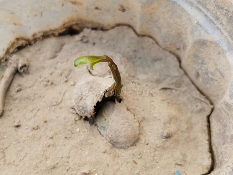 Java Plum Plant with Drip Irrigation - Drip Irrigation Installed for Tree Plantation Process at ...